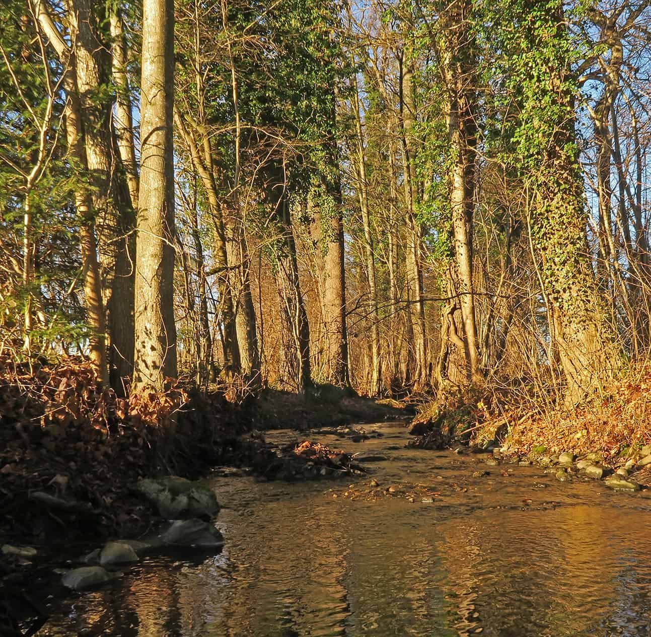 How to Use Tanglefoot for Fall Tree Protection