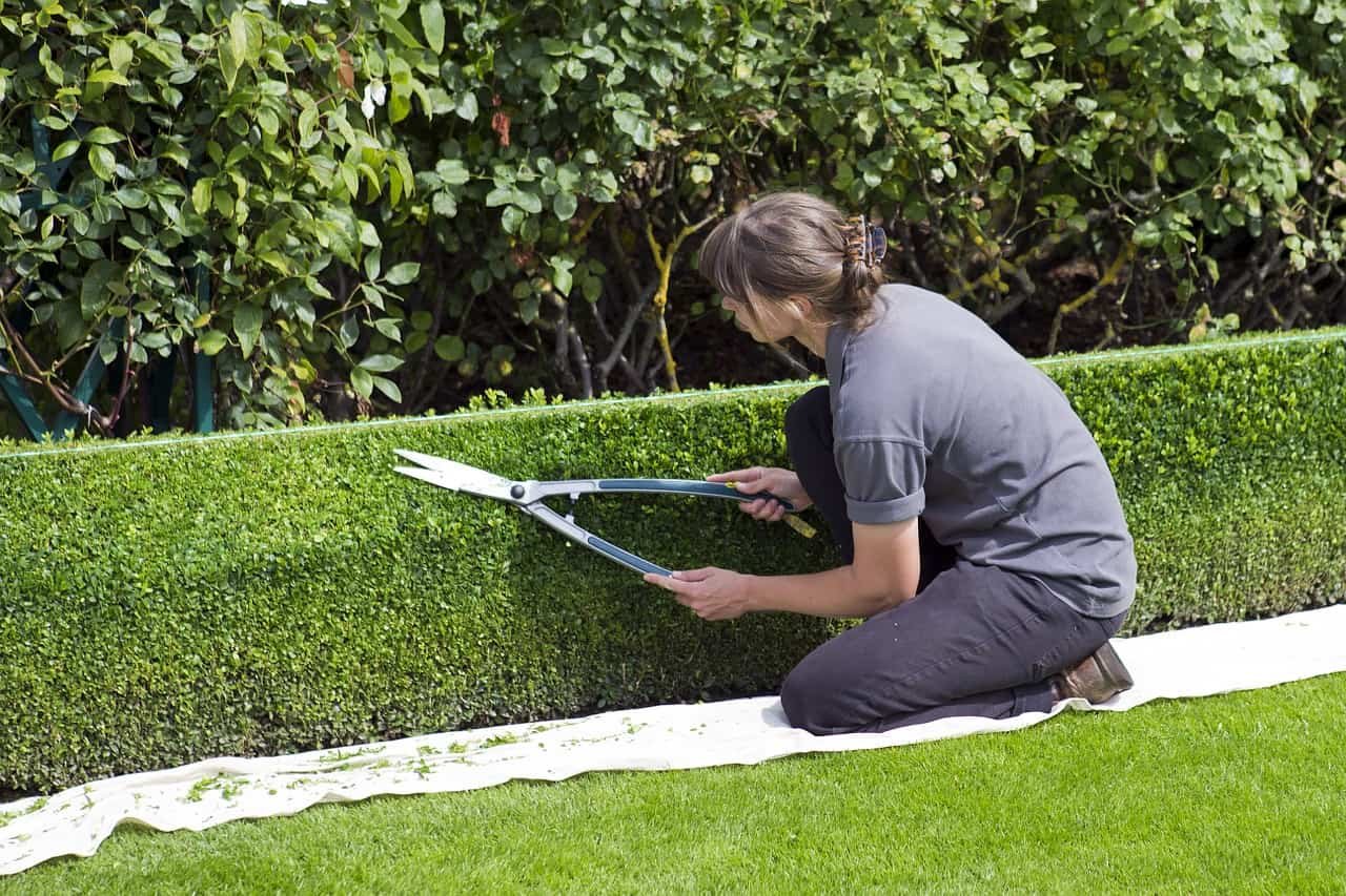4 tips to trim the hedges properly