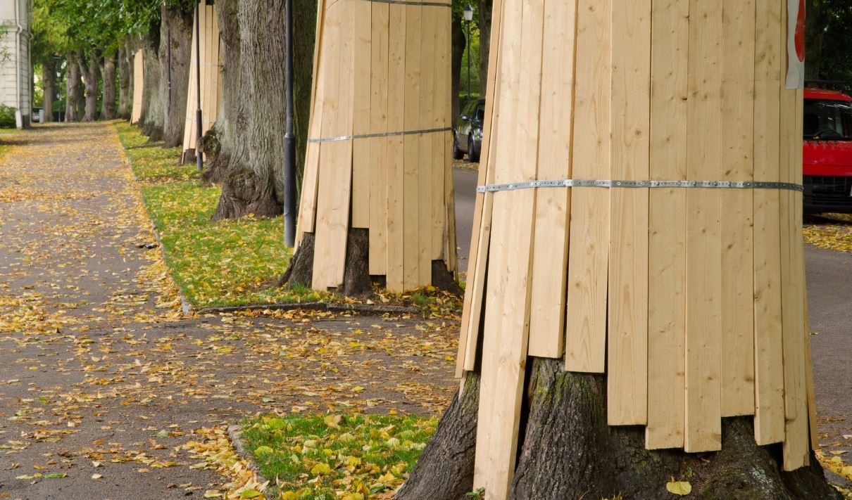 Successful Tree Care: Essential Tips for Healthy, Thriving Trees